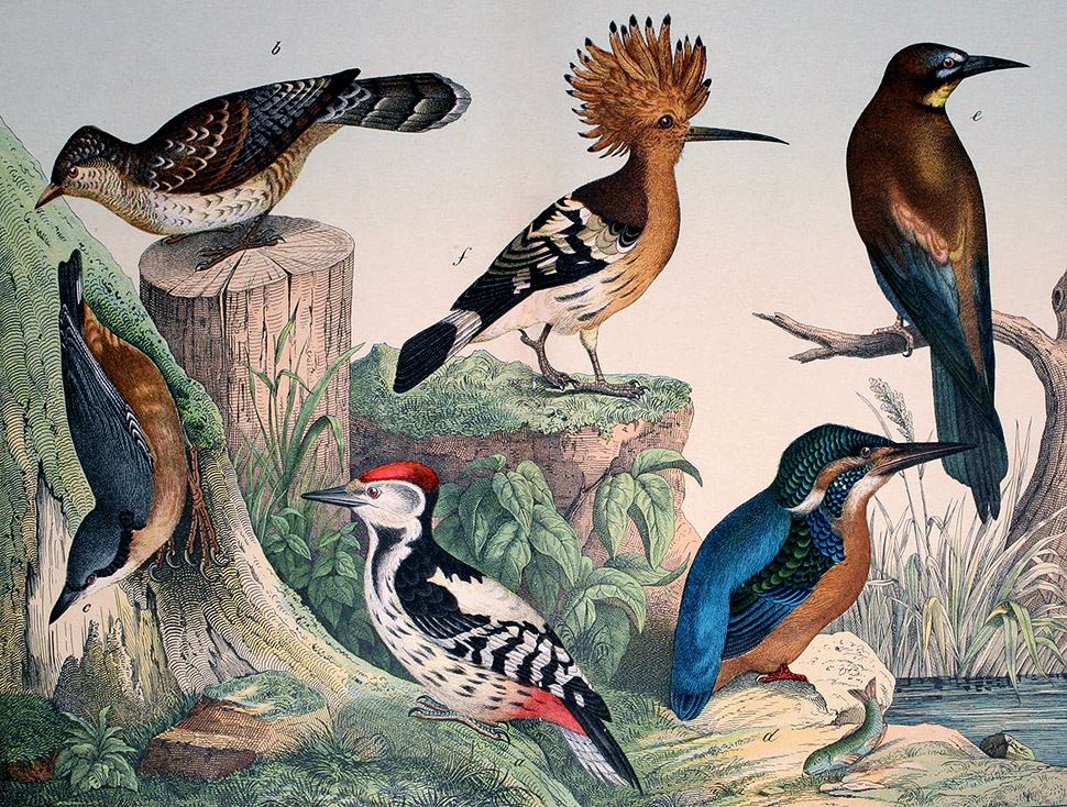 Upupa simbolo della Lipu