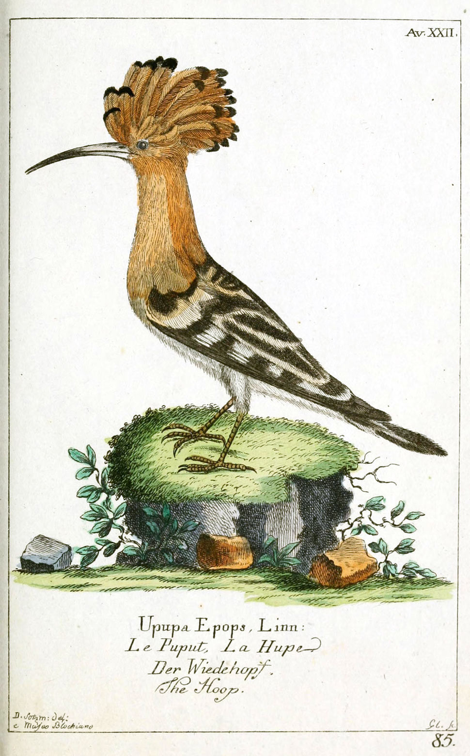 Upupa simbolo della Lipu